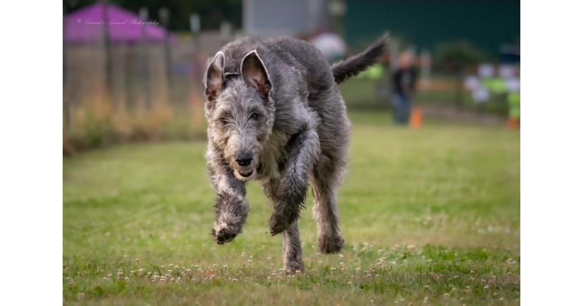 Irish Wolfhounds Invited to the 2025 AKC Fast CAT Invitational - Irish ...