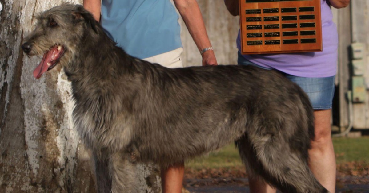 ASFA Names Top 2024 IWs - Irish Wolfhound Club of America