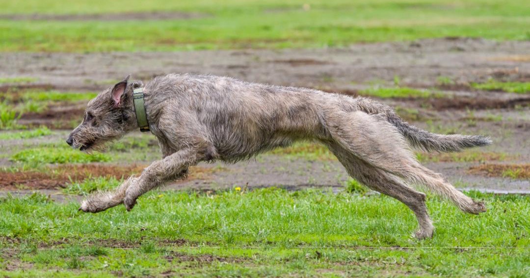 Irish Wolfhounds Invited to the 2024 AKC Fast CAT Invitational - Irish ...