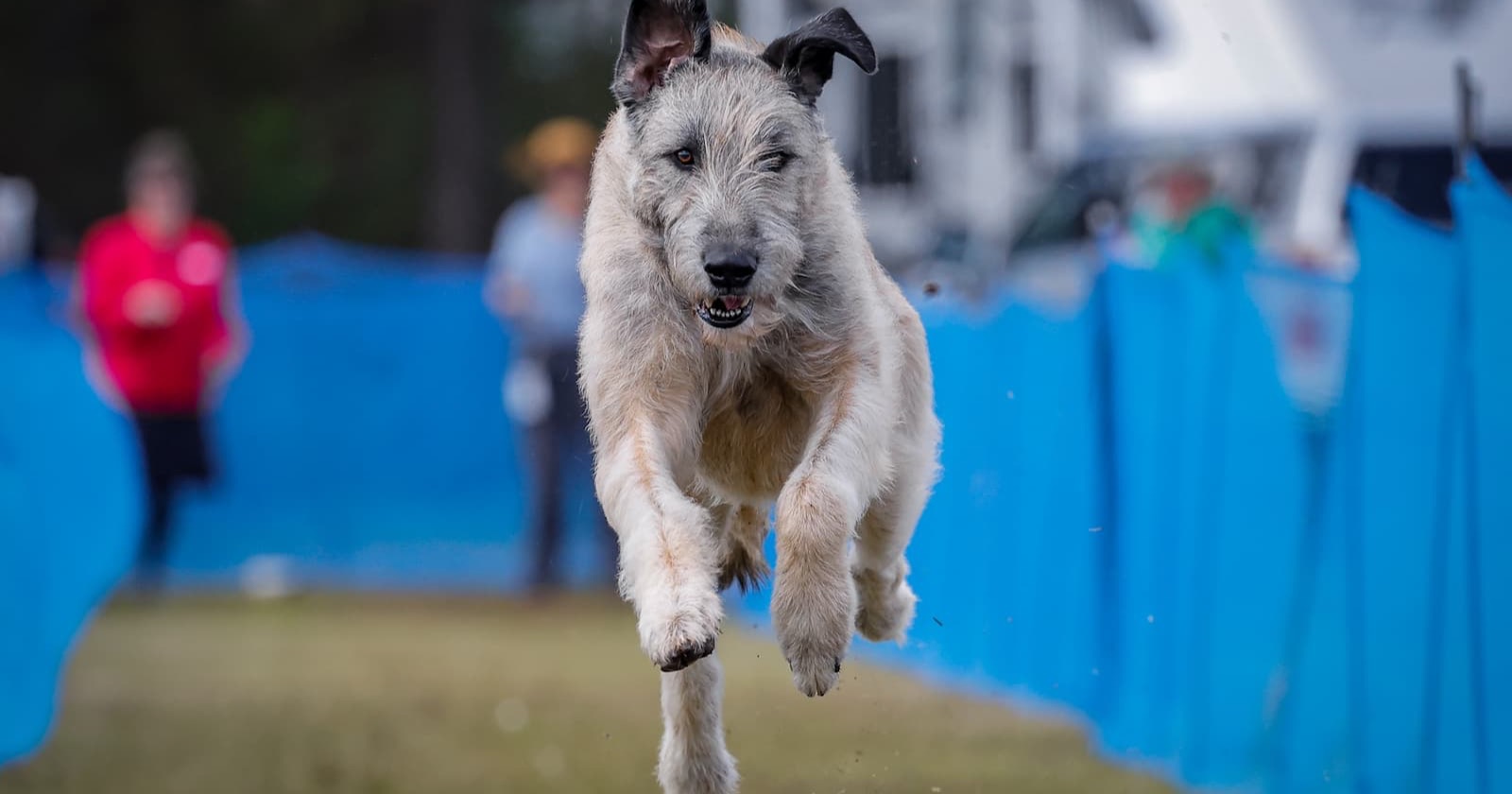 Irish Wolfhounds Invited to the 2023 AKC Fast CAT Invitational - Irish ...