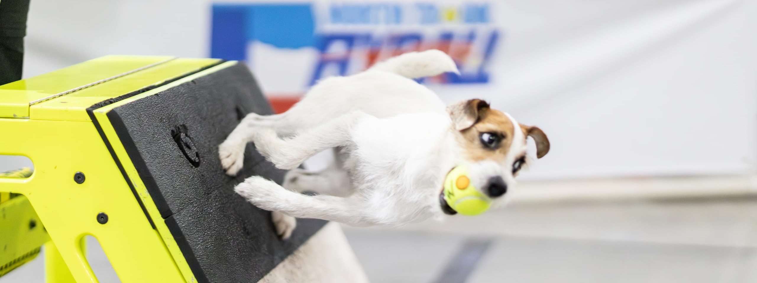 Home - Oddballz Flyball